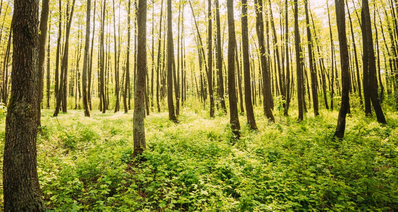 Kertas FSC: Pilihan Cerdas untuk Proyek Sekolah dan Kreativitas Anda ...